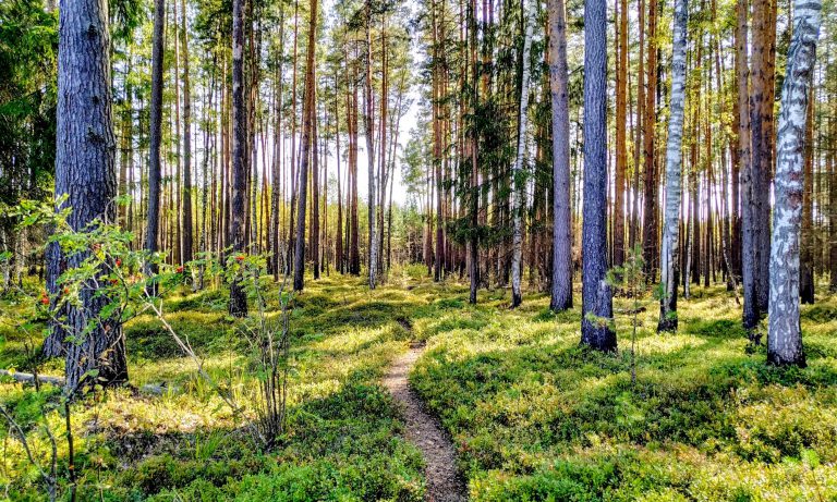 Brandon Fern Hoppers – Forest trail running club